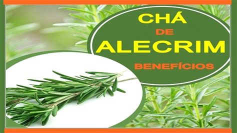 Chá de Alecrim é bom pra que Benefícios do Chá de Alecrim Usos e