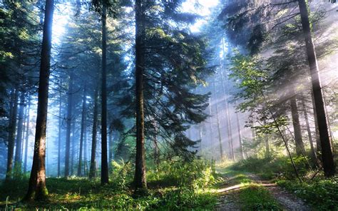 Desktop Wallpapers Forest Scenes
