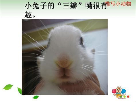 统编版二年级上册语文 描写小动物的作文 课件 共34张PPT 21世纪教育网