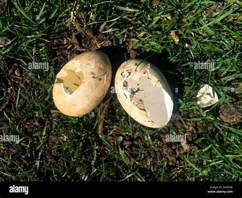 Recently Hatched Canada Goose Eggs Stock Photo Alamy