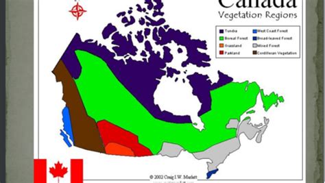 Natural Vegetation Regions Of Canada Flashcards Quizlet