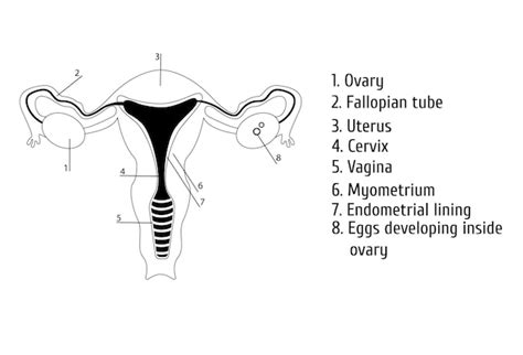 Los genitales femeninos describen la ilustración vectorial de