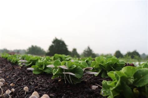 The Underlying Philosophy Of No Till Farming Practices EcoFarming Daily