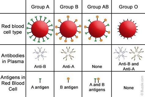 Blood Typing Diagram Quizlet