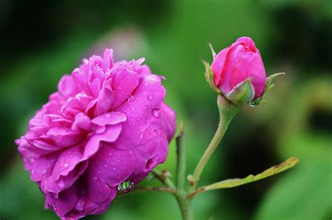 Rosa Flor Naturaleza Foto Gratis En Pixabay Pixabay