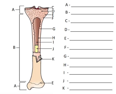 Anatomy And Physiology Skeletal System Worksheets Worksheets For