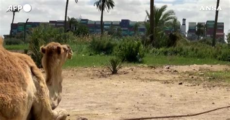 Suez Sesto Giorno Di Canale Bloccato Al Largo Il Traffico Delle Navi