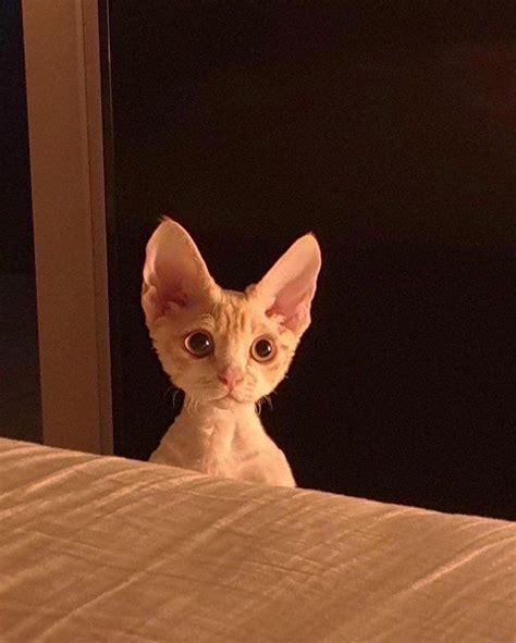 Wrinkly Naked Sphynx Cat Xherdan Looks Grumpy As He Plays With Owner