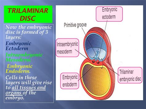 Embryonic Disc Diagram