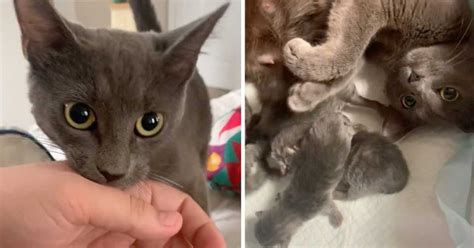 Une chatte sauvée traîne sa propriétaire hors du lit pour la plus douce