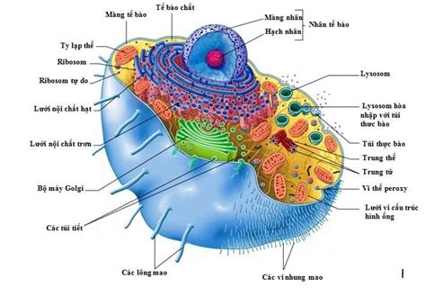 Tế bào là gì Cấu tạo và chức năng của tế bào LOVE SCIENCE