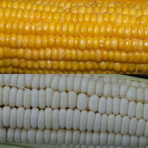 Aprender Acerca 57 Imagen El Elote Tiene Potasio Abzlocal Mx
