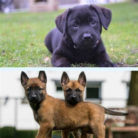 Convocar Picante Tacto Cachorros Cruce Pastor Aleman Y Belga Raspador