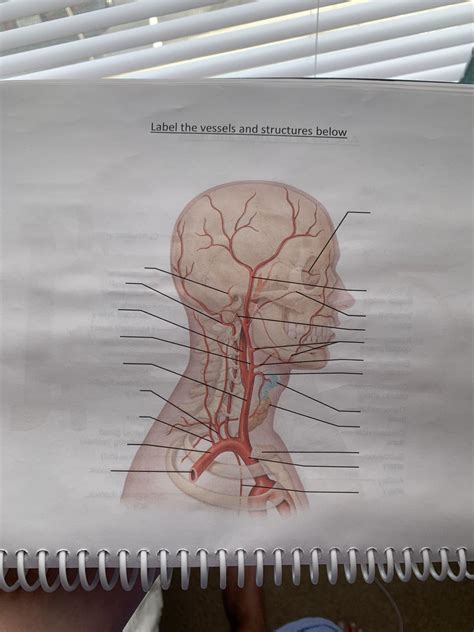 Arteries Of The Head And Neck Diagram Quizlet