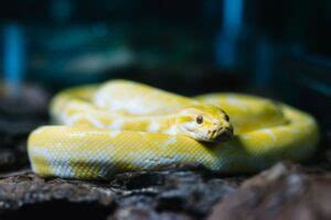 Especies de Serpientes más comunes como mascotas