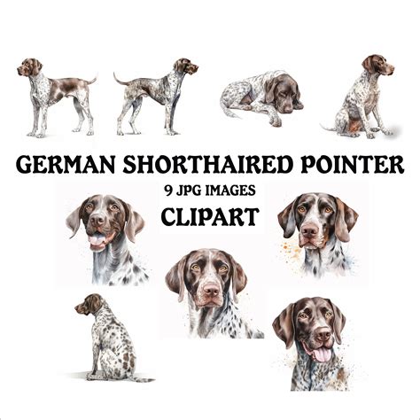 German Shorthaired Pointer Clipart Bundle 9 High Quality Jpgs