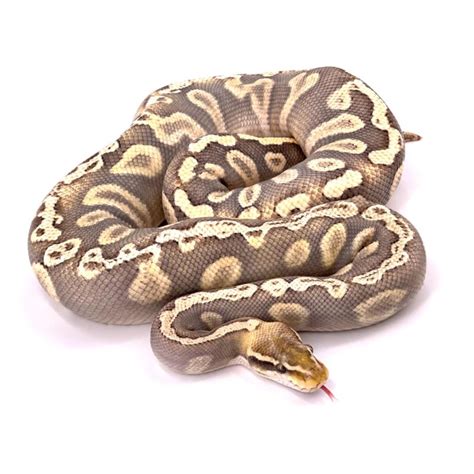 Python Regius Python Royal Piebald Mojave Champagne REPTILIS