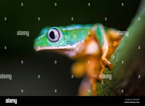 France Guyana Guyane Française Parc amazonien zone cœur Camopi