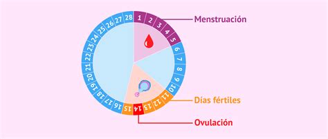 Nachschub Innere K Ste Calculadora Dias Fertiles Y Ovulacion Bewirbt