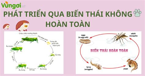 Phát triển qua biến thái không hoàn toàn sinh 11