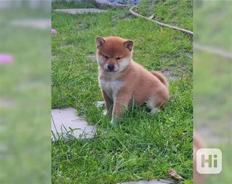 Shiba inu štěně bazar Hyperinzerce cz