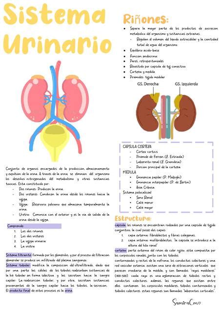 Sistema Urinario Samira Cuayla Mamani UDocz