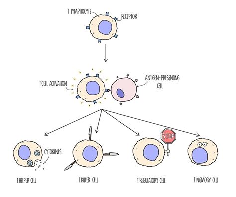 Immune Response A Level The Science Hive