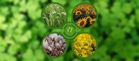 Crop Rotation A Way To Boost Your Yields Biogarden Asia