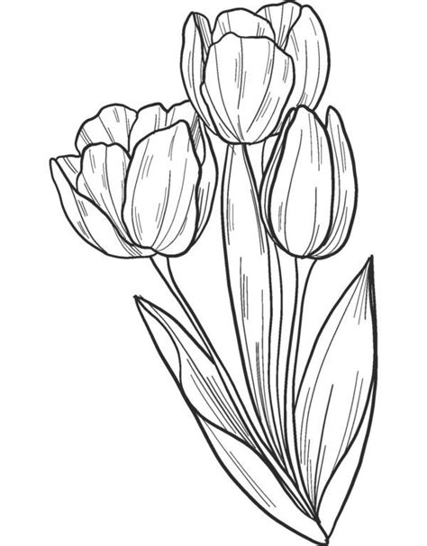 Dibujos De Tulipanes Para Colorear Tulipanes Para Colorear Tulipanes