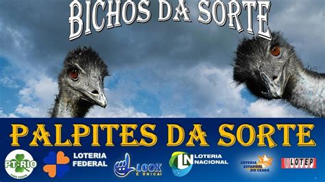 Palpites Jogo Do Bicho Para S Bado E Domingo Youtube