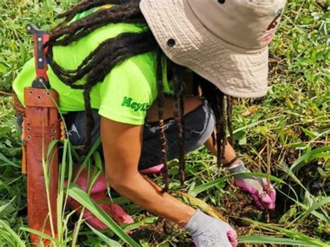 Santa Cruz desarrolla intensa campaña de reforestación Periódico
