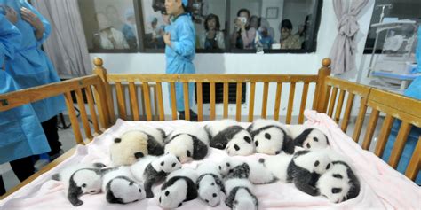 est100 一些攝影 some photos Giant panda cubs in Chengdu Sichuan