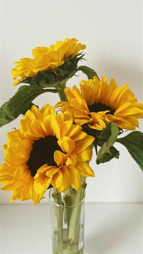 Pin De Kenny Velis En Sunflower Cultivo De Girasoles Flores Bonitas