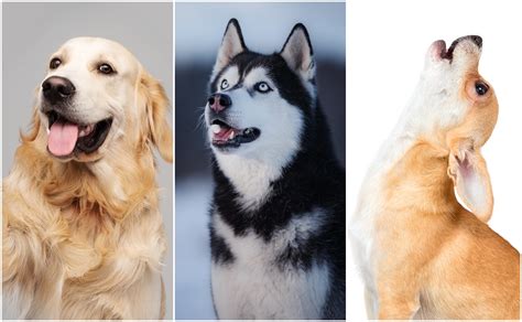 10 razas de perros que viven más años se quedarán contigo un largo tiempo