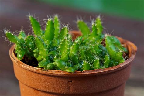 Dragon Fruit Cactus Indoor Plant Care Growing Guide