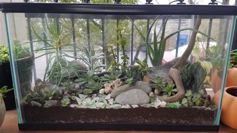 Como Hacer Un Terrario En Una Pecera Rectangular TERRARIOS