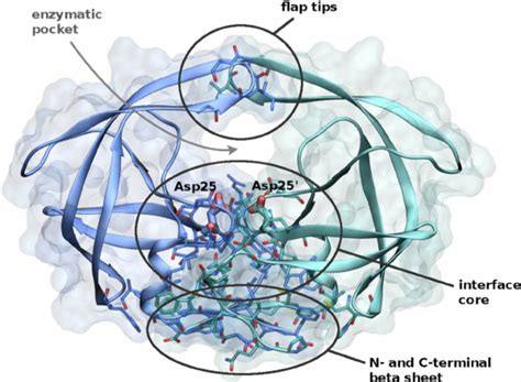 Crystallographic Structure Of The HIV 1 Protease Dimeric Complex Pdb
