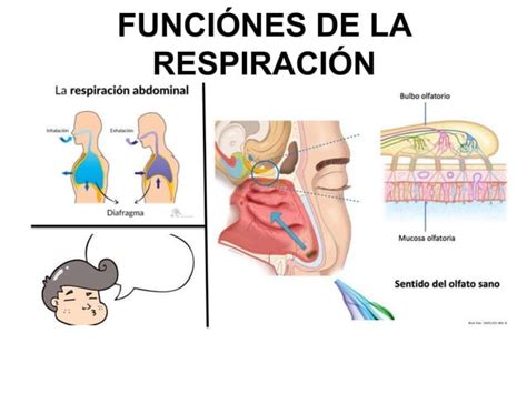 CUIDADOS DEL SISTEMA RESPIRATORIO En La Comunidad PPT