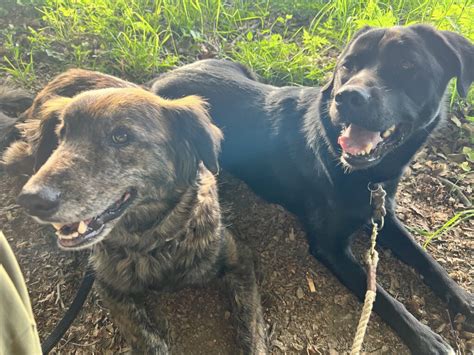 Ein paar schöne Sommerwanderungen und ein Pflegehund Weite Wege