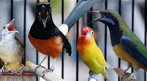21 Harga Burung Kicau Terbaru Desember 2024 Dan Tips Memilih Di Pasar