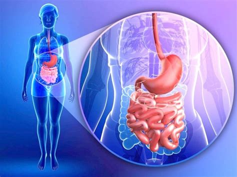 M Alimenta O Est Diretamente Ligada A Doen As Gastrointestinais