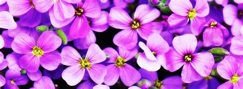 Blommor Lila Gratis foto på Pixabay Pixabay