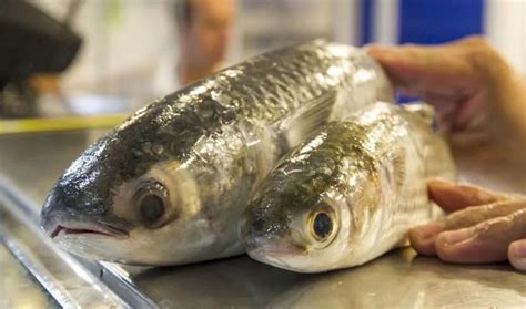 Suspensão da pesca industrial da tainha é fundamental para futuro da