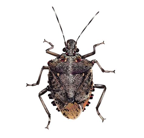 True Bug PNG Transparent Images