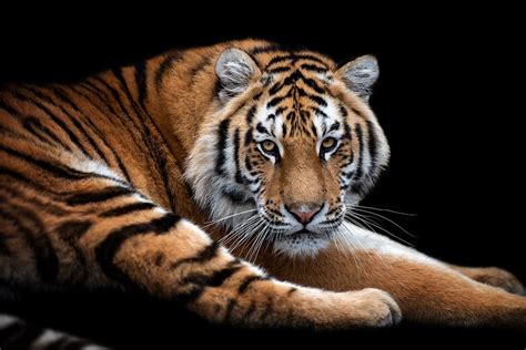 Close Up Beautiful Angry Big Tiger Photograph By Volodymyr Burdiak