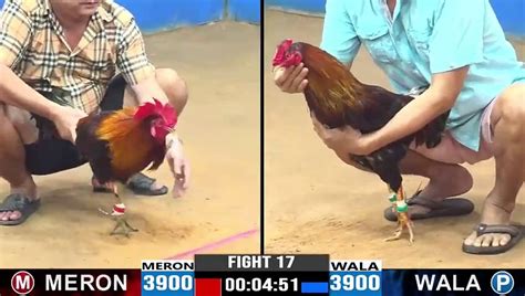 G Tr C Ti P H M Nay G Thomo G Campuchia Hay Nh T Video