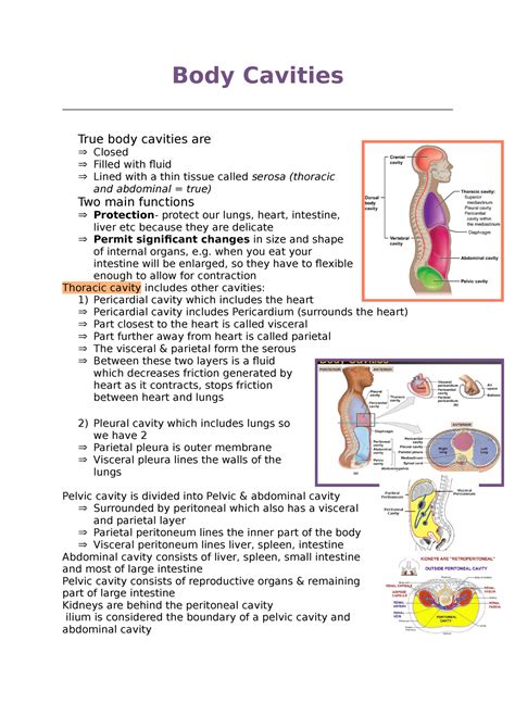 Body Cavities Labeled Organs Membranes Definitions Off
