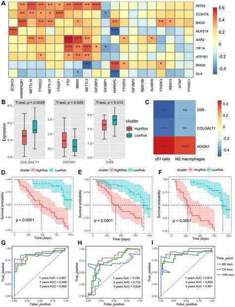 A The Heatmap Of The Correlations Between The M 6 A Related Genes And