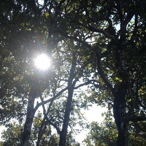 Fotos gratis árbol naturaleza bosque rama ligero planta cielo
