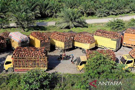 Harga Tandan Buah Segar Kelapa Sawit Turun Antara News